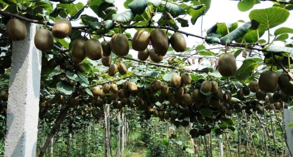 猕猴桃怎么种植_猕猴桃种植方法-第3张图片-山城妙识