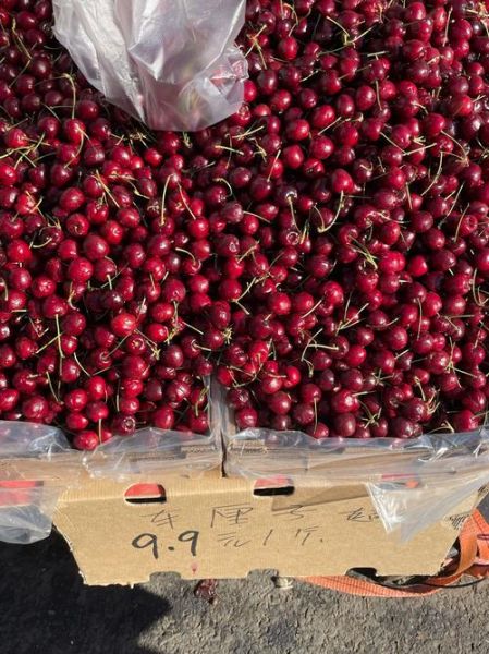 车厘子多少钱一斤_车厘子怎么挑选-第3张图片-山城妙识 车厘子多少钱一斤_车厘子怎么挑选-第3张图片-山城妙识