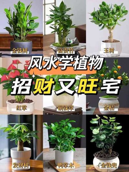 风水好的花有哪些_家里摆什么花最招财-第1张图片-山城妙识