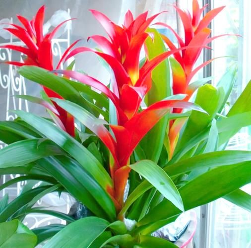 风水好的花有哪些_家里摆什么花最招财-第3张图片-山城妙识