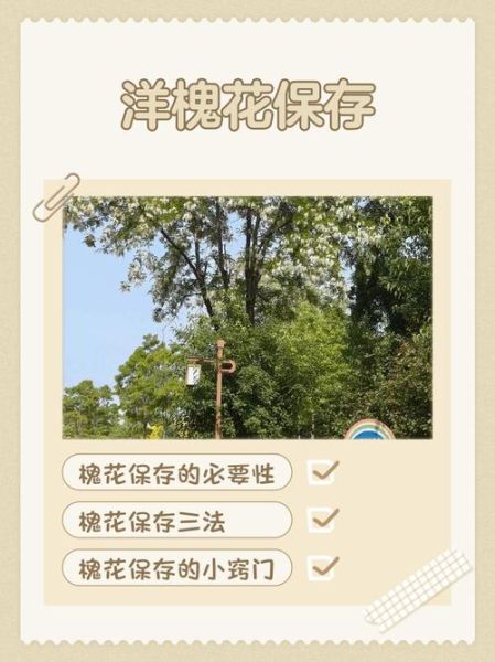 洋槐花怎么保存_洋槐花冷冻还是晒干好-第1张图片-山城妙识