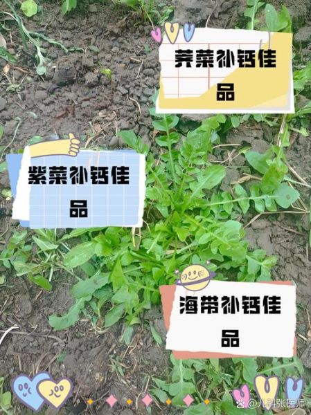 哪些蔬菜含钙量高_高钙蔬菜排行榜-第1张图片-山城妙识