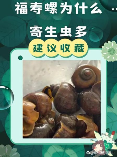 吃了福寿螺怎么补救_福寿螺寄生虫潜伏期多久-第1张图片-山城妙识