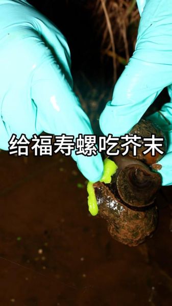 吃了福寿螺怎么补救_福寿螺寄生虫潜伏期多久-第3张图片-山城妙识