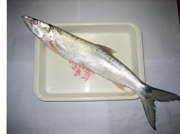 鳤鱼是什么鱼_鳤鱼多少钱一斤-第1张图片-山城妙识