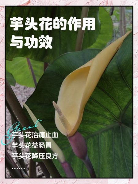 芋头花有毒吗_芋头花能吃吗-第1张图片-山城妙识 芋头花有毒吗_芋头花能吃吗-第1张图片-山城妙识