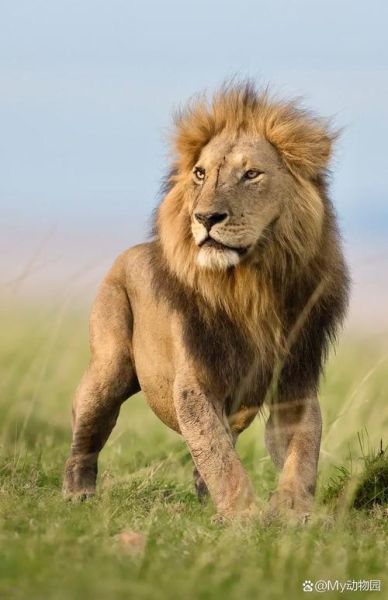 狮子图片大全大图霸气_如何挑选高清壁纸-第3张图片-山城妙识 狮子图片大全大图霸气_如何挑选高清壁纸-第3张图片-山城妙识