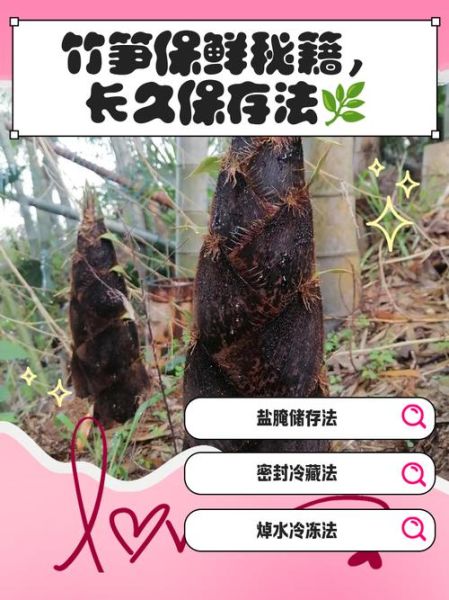 竹笋怎么保存时间最长_竹笋长期保鲜方法-第1张图片-山城妙识 竹笋怎么保存时间最长_竹笋长期保鲜方法-第1张图片-山城妙识