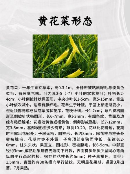 黄花菜都凉了是什么意思_黄花菜都凉了的典故-第1张图片-山城妙识