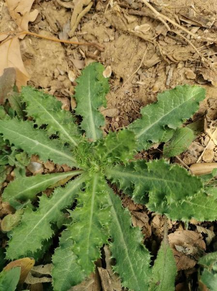 野苦菜图片_野苦菜怎么辨认-第1张图片-山城妙识 野苦菜图片_野苦菜怎么辨认-第1张图片-山城妙识