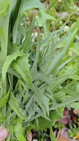 野苦菜图片_野苦菜怎么辨认-第2张图片-山城妙识 野苦菜图片_野苦菜怎么辨认-第2张图片-山城妙识