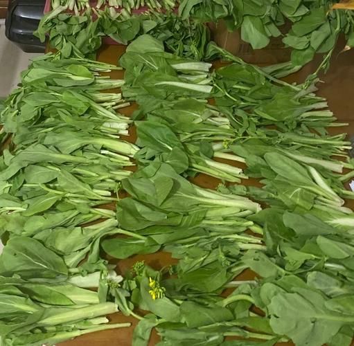 自制酸菜的做法_酸菜怎么保存不变质-第1张图片-山城妙识