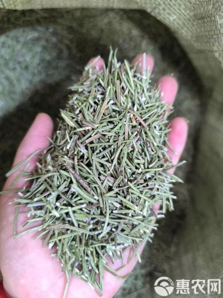 迷迭香多少钱一斤_迷迭香价格影响因素-第3张图片-山城妙识