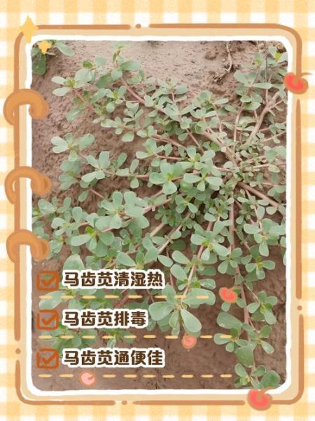 马苋菜煮水喝的功效_马苋菜水怎么煮-第3张图片-山城妙识