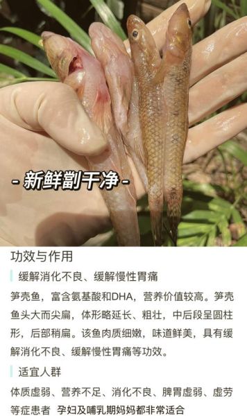 笋壳鱼的营养价值及功效_孕妇能吃吗-第1张图片-山城妙识