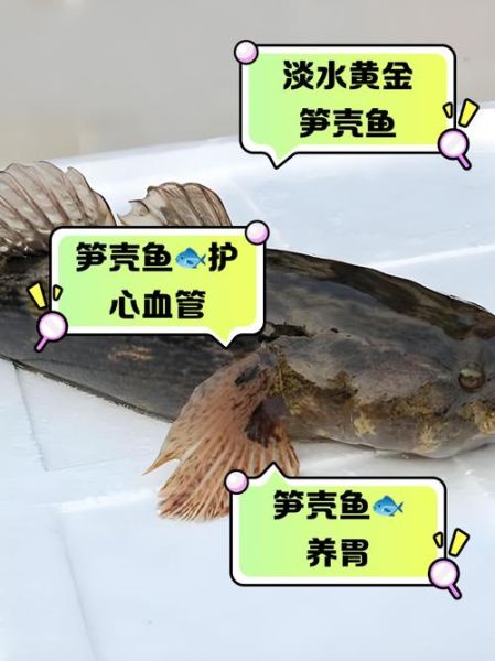 笋壳鱼的营养价值及功效_孕妇能吃吗-第2张图片-山城妙识