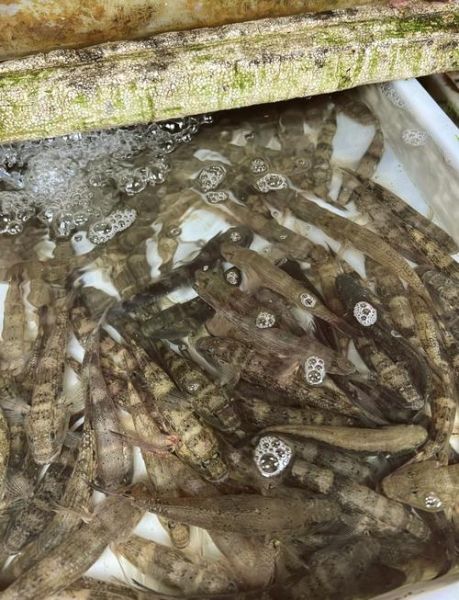 笋壳鱼的营养价值及功效_孕妇能吃吗-第3张图片-山城妙识