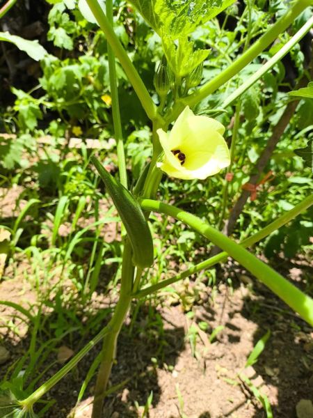 黄秋葵怎么种_黄秋葵种植时间和方法-第2张图片-山城妙识
