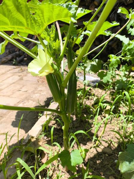 黄秋葵怎么种_黄秋葵种植时间和方法-第1张图片-山城妙识