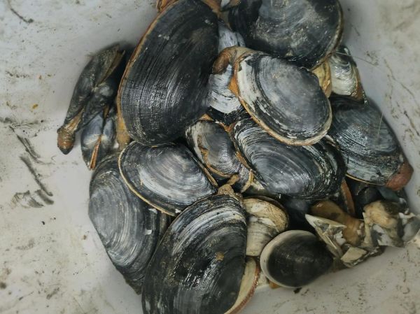 蛤蜊种类有哪些_蛤蜊怎么区分-第1张图片-山城妙识 蛤蜊种类有哪些_蛤蜊怎么区分-第1张图片-山城妙识