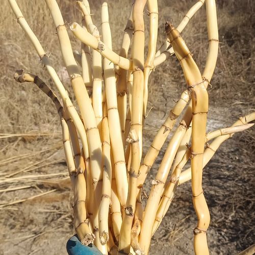芦根是什么植物的根_芦根和芦苇根的区别-第1张图片-山城妙识 芦根是什么植物的根_芦根和芦苇根的区别-第1张图片-山城妙识