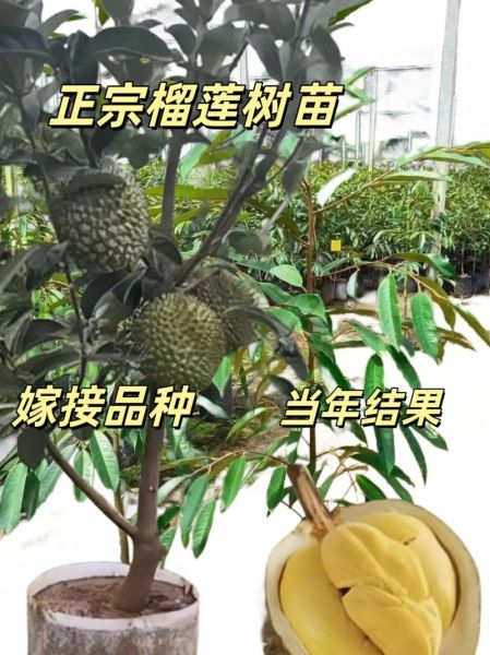 榴莲树怎么种植_榴莲树几年结果-第3张图片-山城妙识 榴莲树怎么种植_榴莲树几年结果-第3张图片-山城妙识