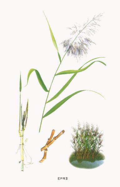 芦根是什么植物的根_芦根和芦苇根的区别-第2张图片-山城妙识 芦根是什么植物的根_芦根和芦苇根的区别-第2张图片-山城妙识