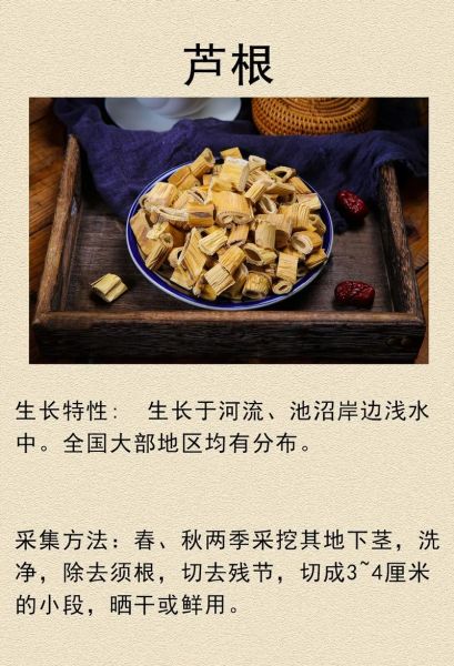 芦根是什么植物的根_芦根和芦苇根的区别-第3张图片-山城妙识 芦根是什么植物的根_芦根和芦苇根的区别-第3张图片-山城妙识