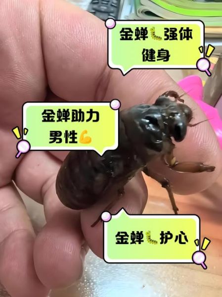 男人吃金蝉有什么好处_金蝉对男性健康的作用-第1张图片-山城妙识