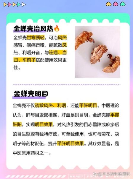 男人吃金蝉有什么好处_金蝉对男性健康的作用-第2张图片-山城妙识