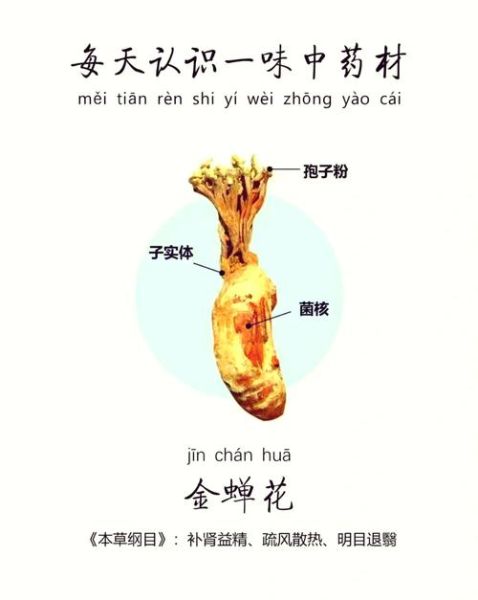 男人吃金蝉有什么好处_金蝉对男性健康的作用-第3张图片-山城妙识