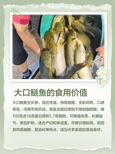 鲢鱼吃什么食物_鲢鱼饲料配方大全-第2张图片-山城妙识