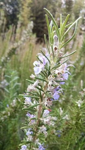 迷迭香图片怎么拍好看_迷迭香高清图片素材哪里找-第3张图片-山城妙识