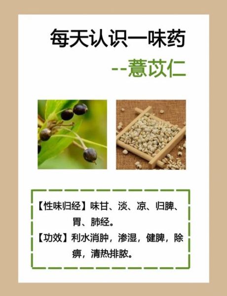 薏苡仁的功效与作用_薏苡仁怎么吃最好-第1张图片-山城妙识