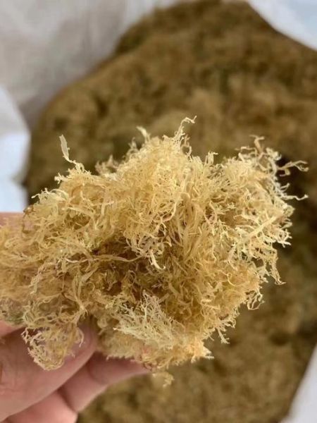 海石花怎么煮_海石花煮多久才出胶-第1张图片-山城妙识