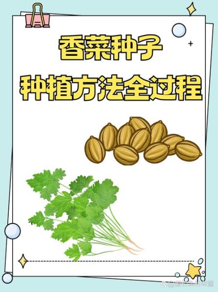 香菜怎么种_香菜种植方法大全-第1张图片-山城妙识
