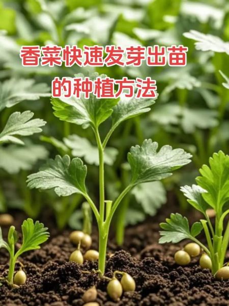 香菜怎么种_香菜种植方法大全-第3张图片-山城妙识