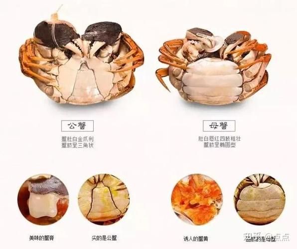 蟹黄是什么_蟹黄和蟹膏的区别-第3张图片-山城妙识
