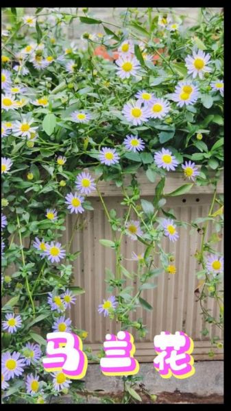 马兰头什么时候开花_马兰头开花的图片长什么样-第1张图片-山城妙识