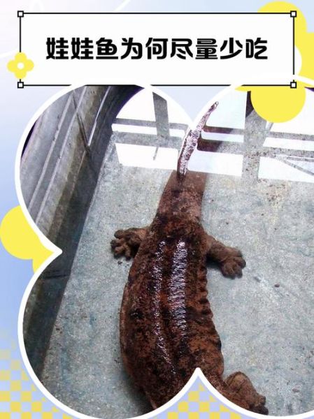 娃娃鱼是保护动物吗_娃娃鱼买卖是否违法-第1张图片-山城妙识