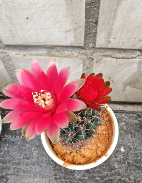 懒人养殖项目有哪些_懒人养殖赚钱吗-第3张图片-山城妙识