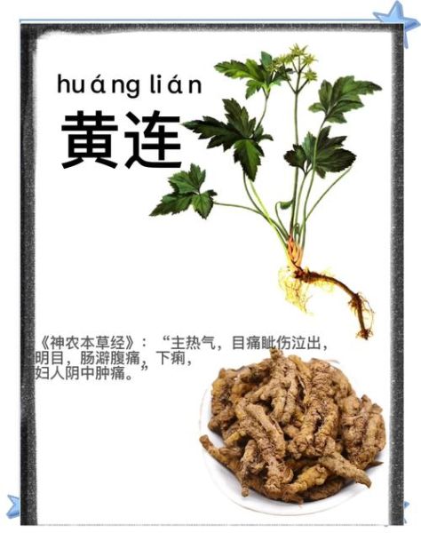 黄连的功效与作用_黄连的食用方法-第2张图片-山城妙识