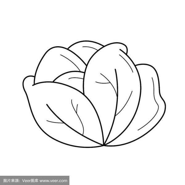 卷心菜简笔画怎么画_卷心菜图片简笔画教程-第2张图片-山城妙识