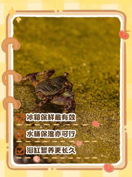 螃蟹怎么保存才新鲜_螃蟹能保存多久-第1张图片-山城妙识 螃蟹怎么保存才新鲜_螃蟹能保存多久-第1张图片-山城妙识