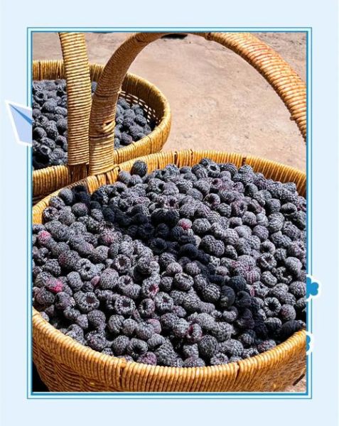黑树莓怎么吃_黑树莓的正确吃法-第1张图片-山城妙识