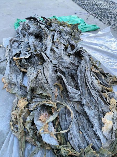 海带图片大全大图高清_海带高清大图怎么拍-第1张图片-山城妙识