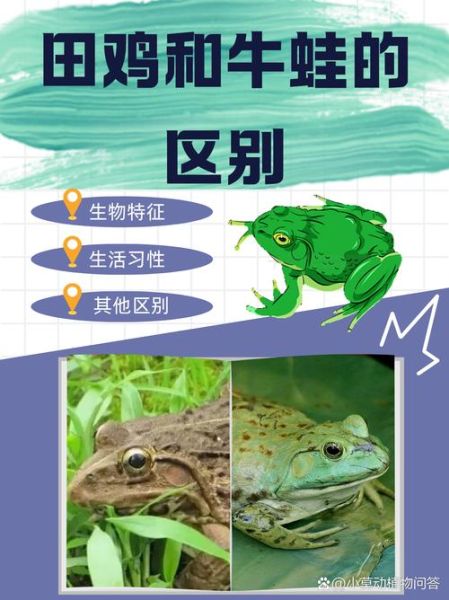 田鸡和牛蛙的区别图片_田鸡是牛蛙吗-第1张图片-山城妙识