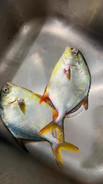 金鲳鱼多少钱一斤_金鲳鱼怎么做好吃-第1张图片-山城妙识