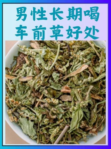 车前草的功效与作用有哪些_车前草怎么泡水喝最好-第1张图片-山城妙识