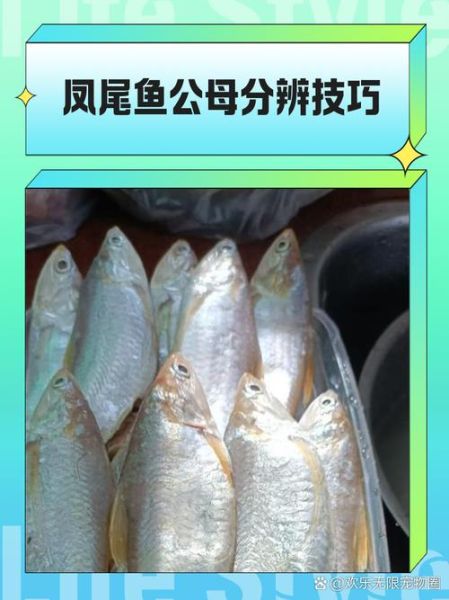 凤尾鱼的营养价值_凤尾鱼的功效与作用-第3张图片-山城妙识